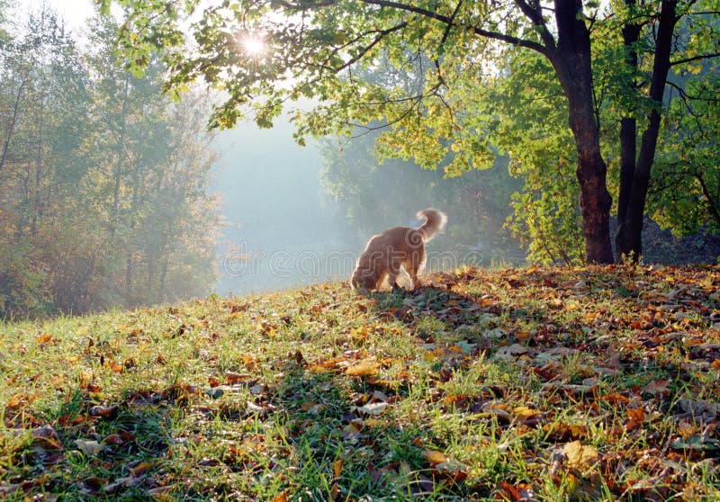 Autumn forest stock photo. Image of play, plant, tree - 11479982