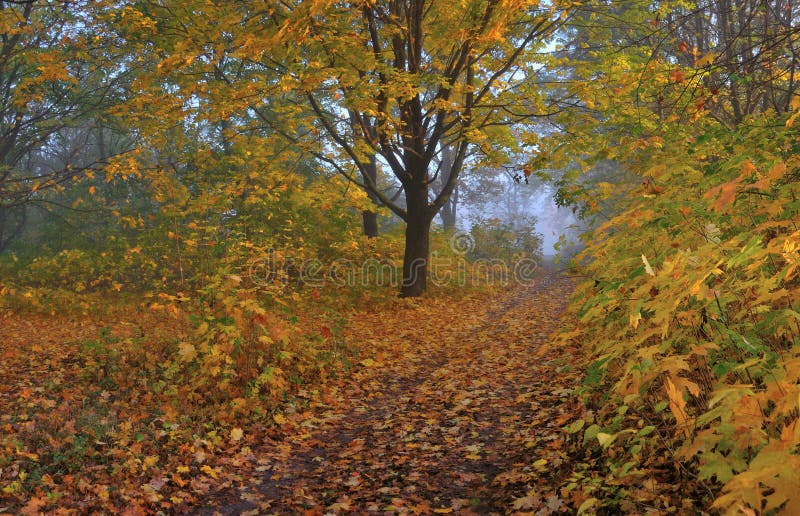 Autumn forest stock image. Image of october, horizontal - 11570745