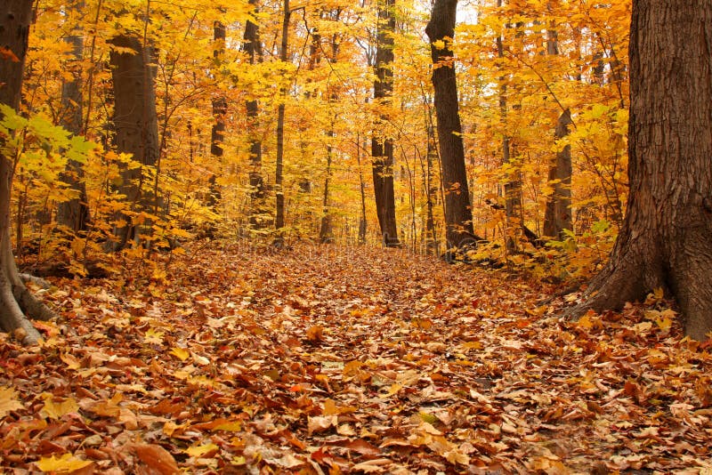 Autumn forest stock photo. Image of foliage, forest, plants - 11577114