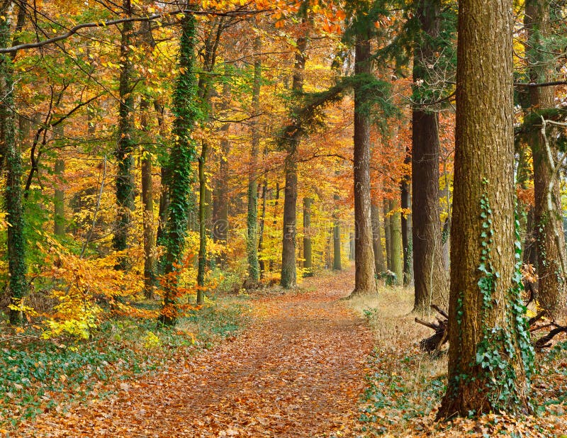 Autumn forest stock photo. Image of bright, artistic, forest - 7319134