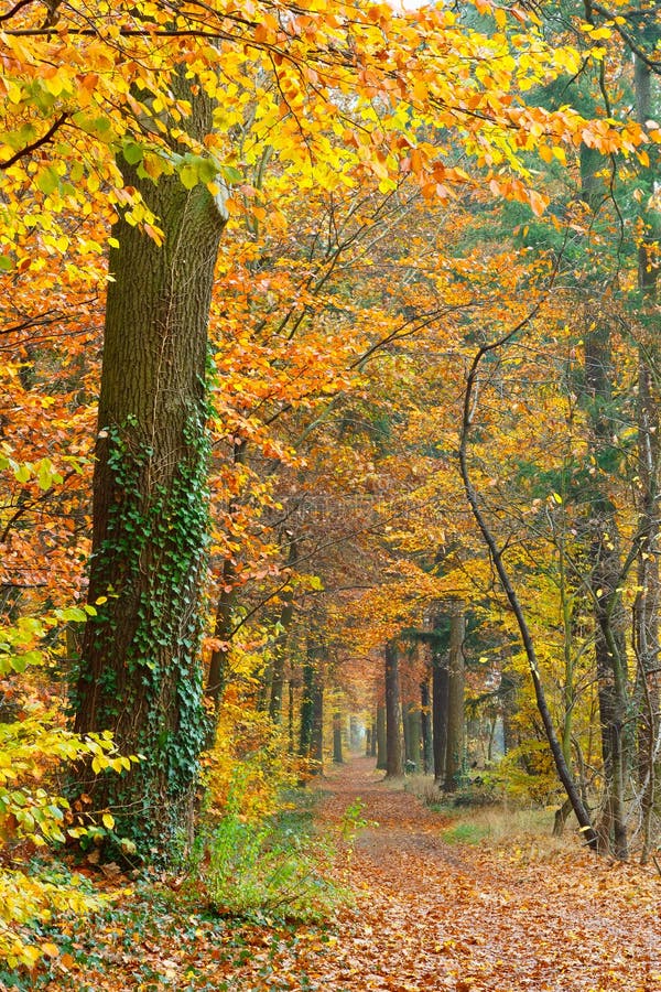 Autumn forest stock image. Image of fall, germany, forest - 15036691