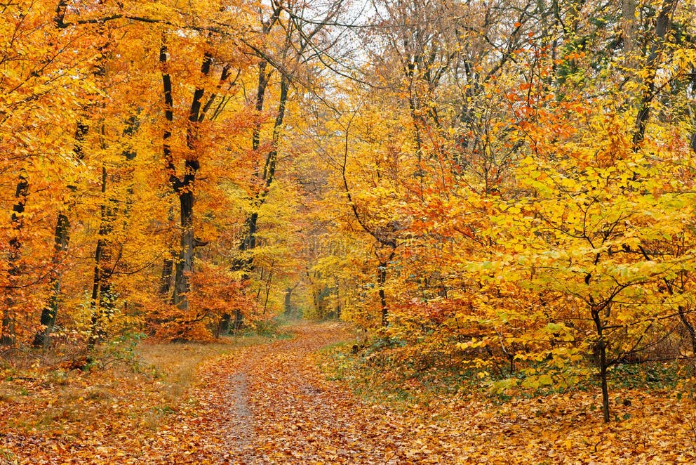 Autumn forest stock image. Image of decoration, moody - 15326623