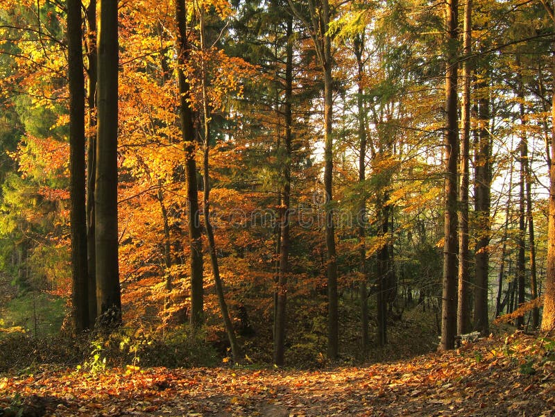 Autumn forest stock image. Image of wood, golden, relax - 370223