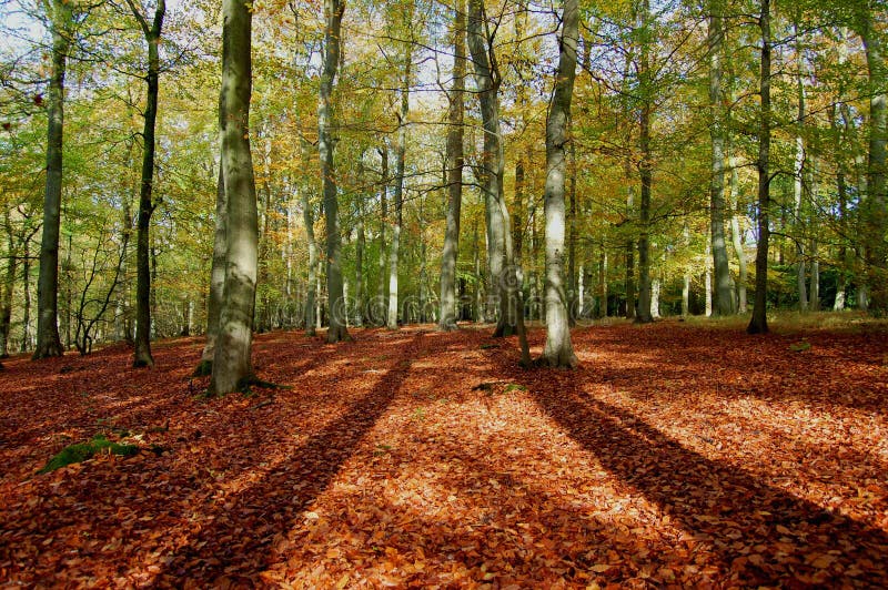 Balsa Wood stock image. Image of arts, balsa, wooden, board - 7163957