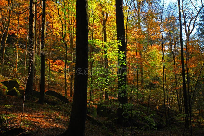 Autumn Forest stock image. Image of orange, blue, yellow - 16678815