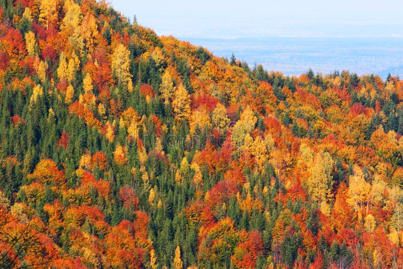 Forest in autumn stock photo. Image of october, slopes - 22033002