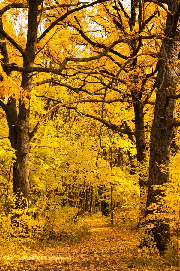 Autumn Forest Western NC Fall Foliage Trees Scenic Nature Photography ...