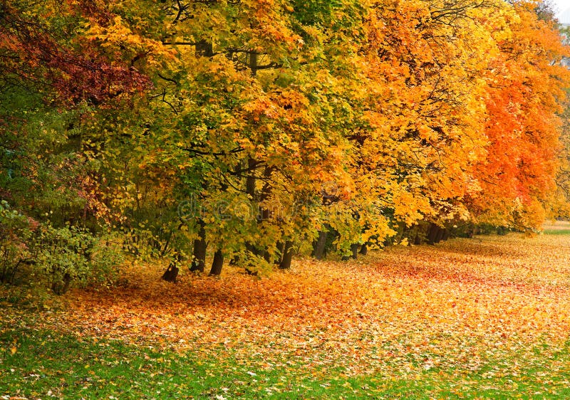 Autumn forest stock image. Image of leaf, november, colorful - 21072219