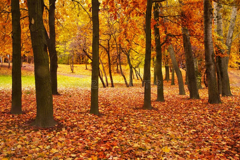 Autumn / Gold Trees in a Park Stock Image - Image of outdoor ...