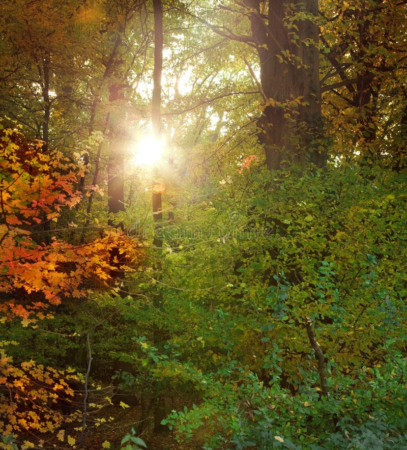 Autumn forest stock image. Image of sunrise, park, season - 21923883
