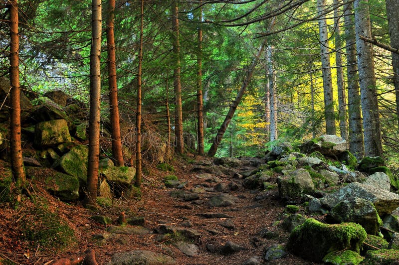 Tree roots stock photo. Image of trunk, plants, rocks - 29407164