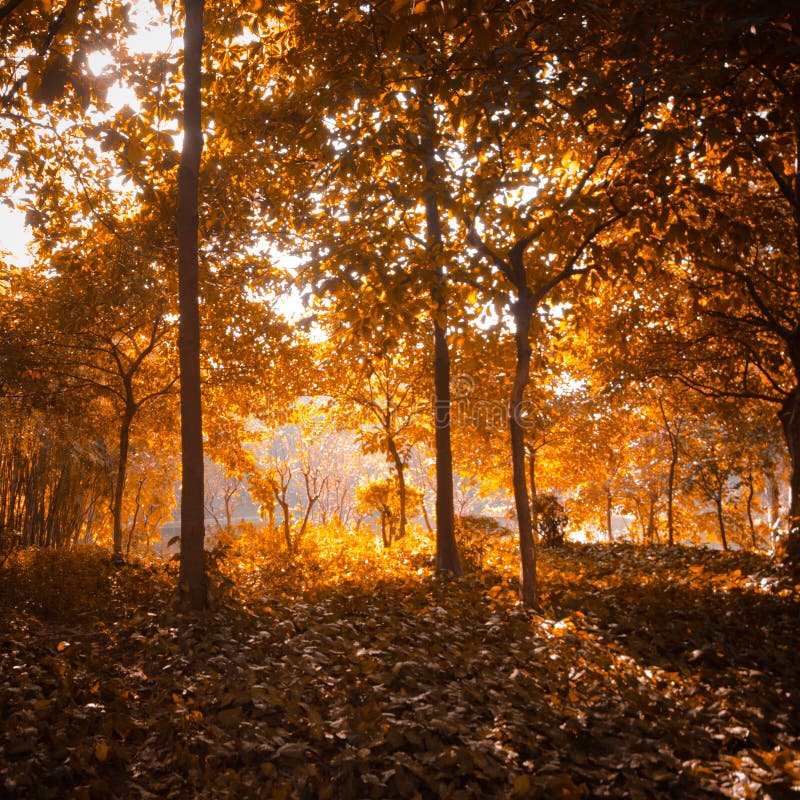 Autumn forest stock photo. Image of bright, foliage, outdoors - 22394634