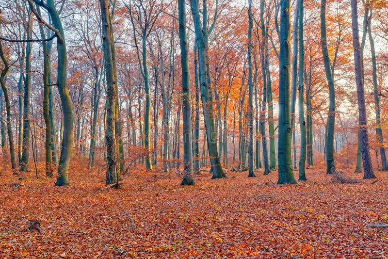 Autumn forest stock image. Image of environment, forest - 25805975