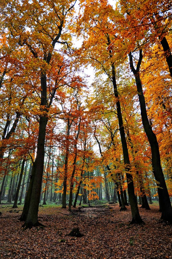 Autumn Forest stock image. Image of trees, colorful, colored - 26956349