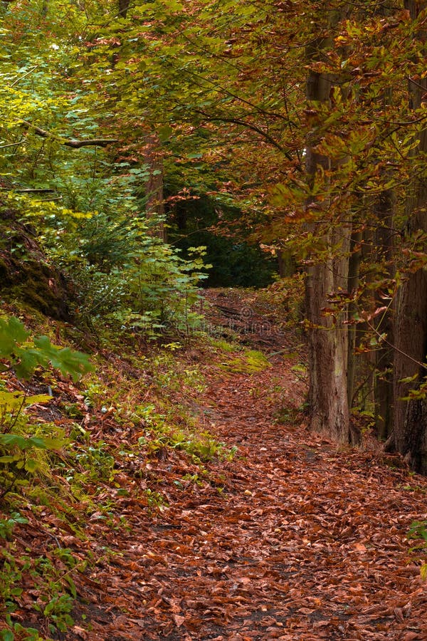 Autumn Forest Picture. Image: 2537025