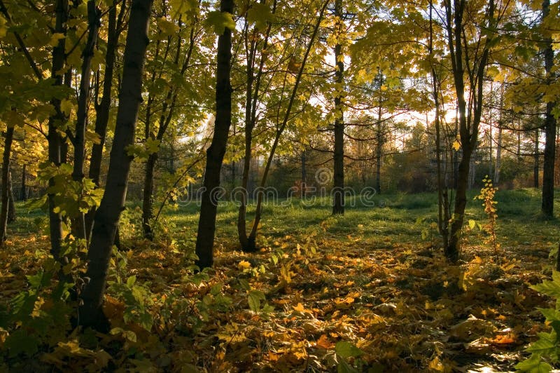 Autumn forest stock image. Image of tree, rest, nature - 3445055