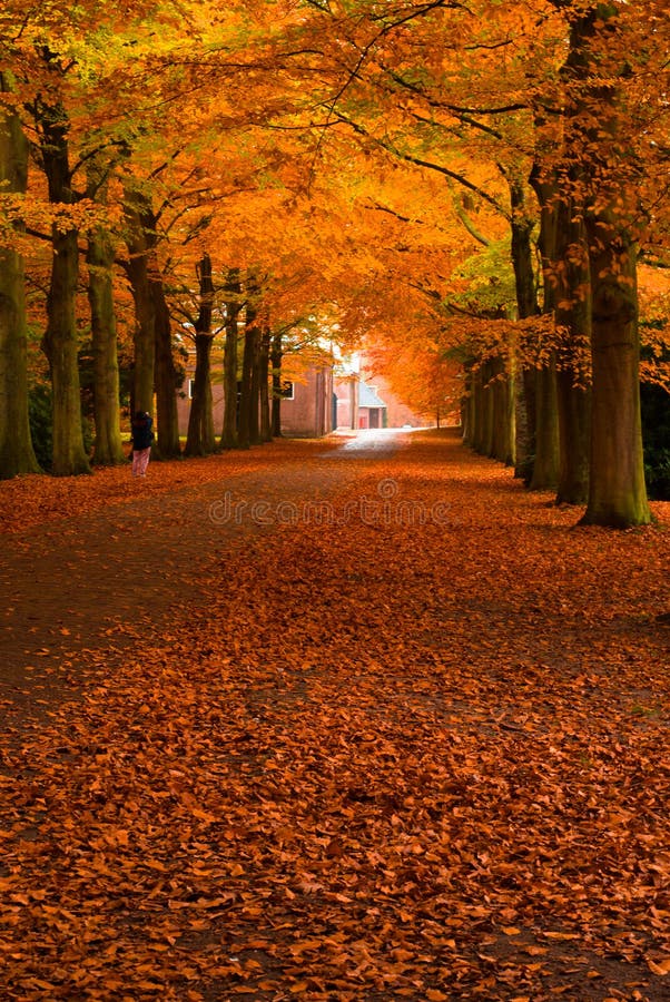 Autumn path stock photo. Image of leaves, canopy, october - 6947536