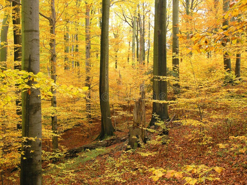 Autumn forest stock image. Image of scene, leaf, landscape - 4027847