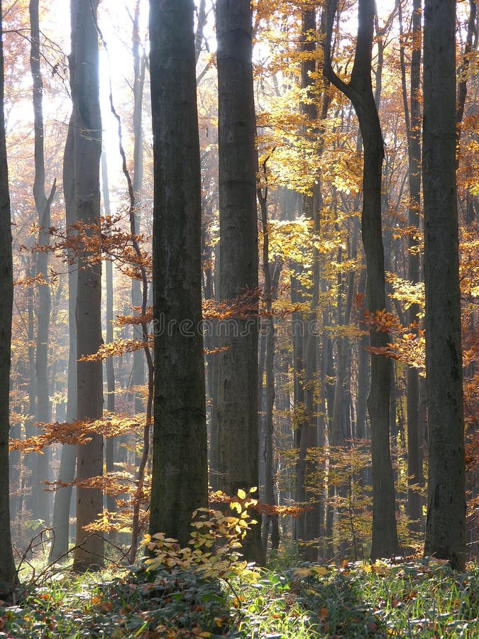 Autumn forest stock image. Image of november, trees, gold - 4029007