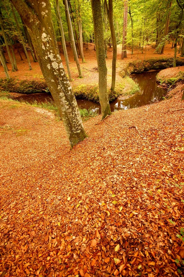 Autumn forest stock photo. Image of autumn, mysterious - 4029754