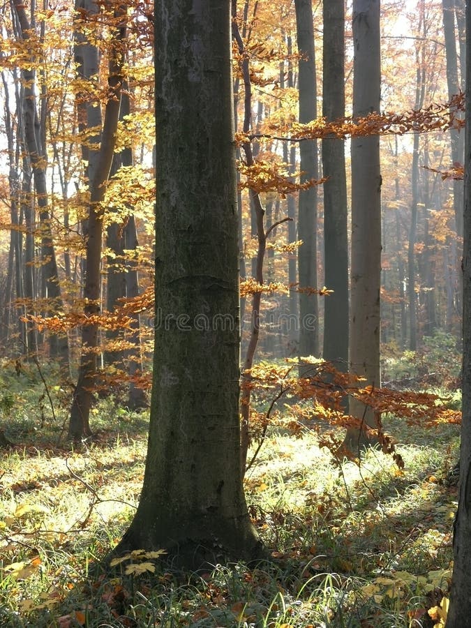 Autumn forest stock photo. Image of november, blue, ecology - 4076966