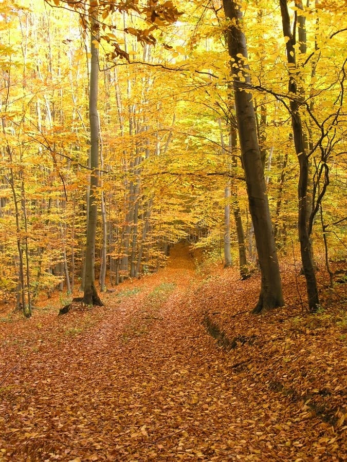 Autumn forest stock photo. Image of november, blue, ecology - 4076966