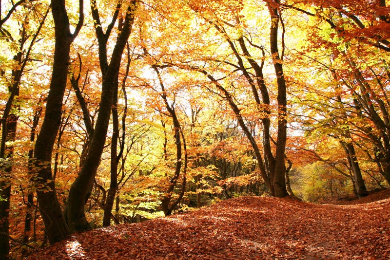 Autumn forest stock photo. Image of natural, outdoor, fall - 5406188