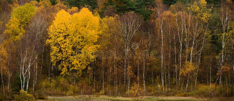 Autumn forest stock image. Image of shelter, backwoods - 5488487