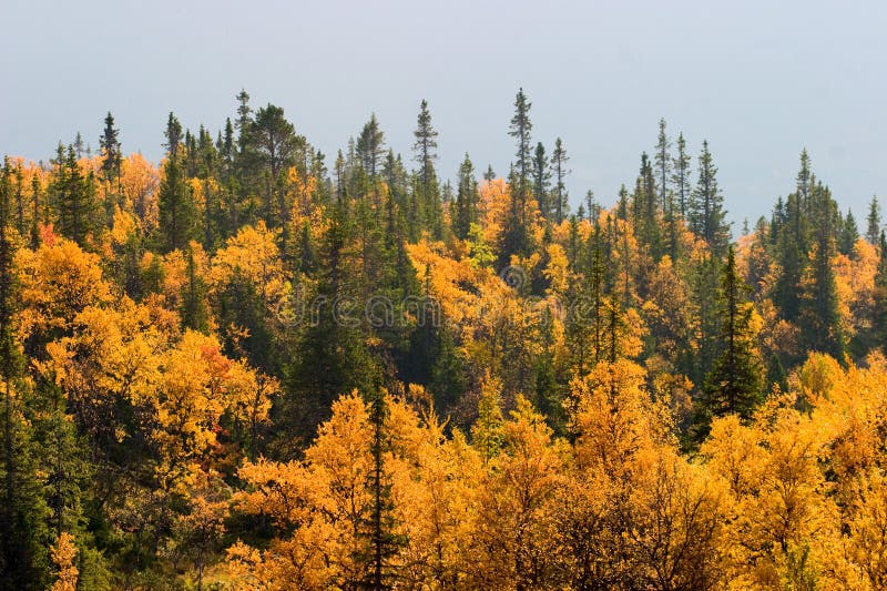 Autumn forest stock image. Image of taiga, foliage, fall - 6073203