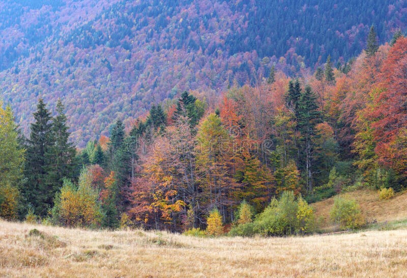 Forest in autumn stock photo. Image of october, slopes - 22033002