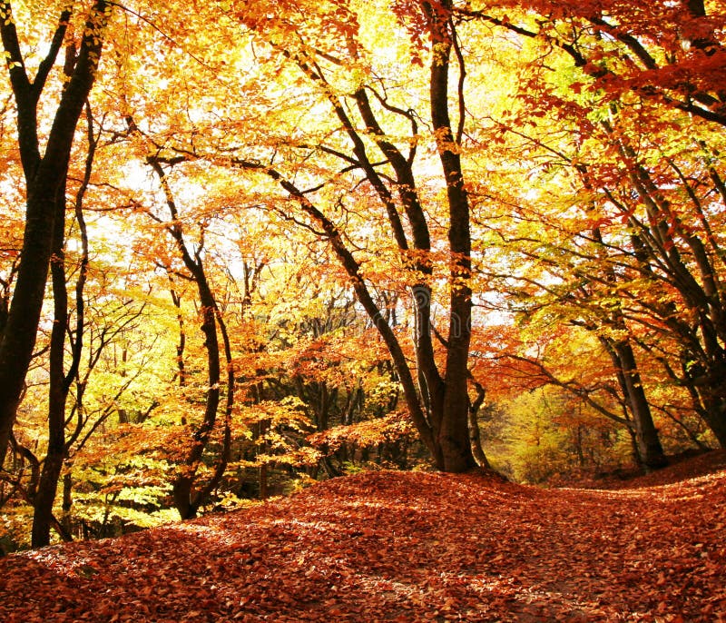 Autumn forest stock image. Image of countryside, autumn - 6485227
