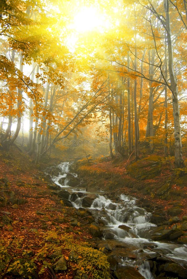 Path through the Magic Forest Stock Photo - Image of environment, magic ...