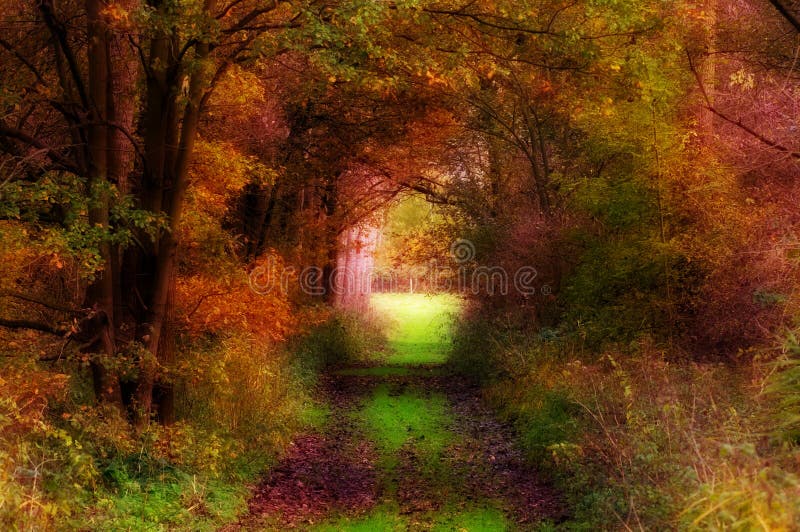 Autumn path stock photo. Image of leaves, canopy, october - 6947536
