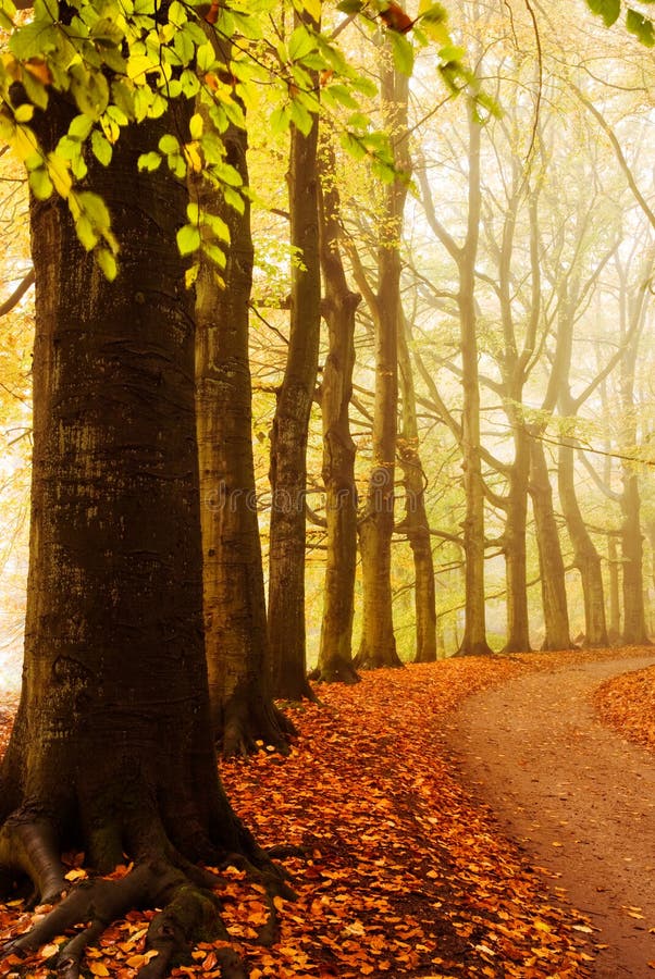 Autumn in the forest stock image. Image of fall, foliage - 3549459