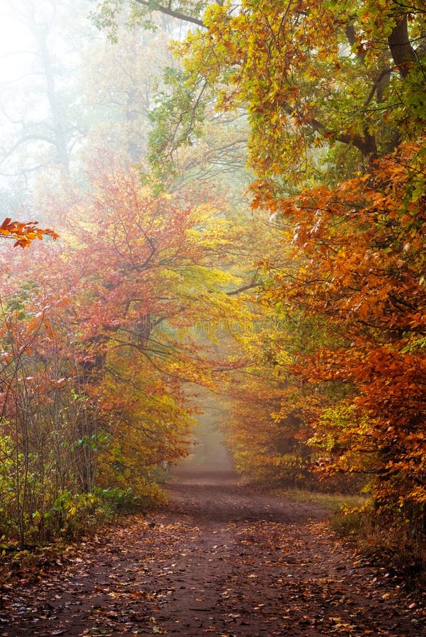 Autumn in the forest stock image. Image of prospect, avenue - 2905639