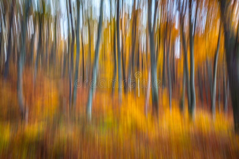 Abstract autumn forest stock photo. Image of trees, fall - 21700074