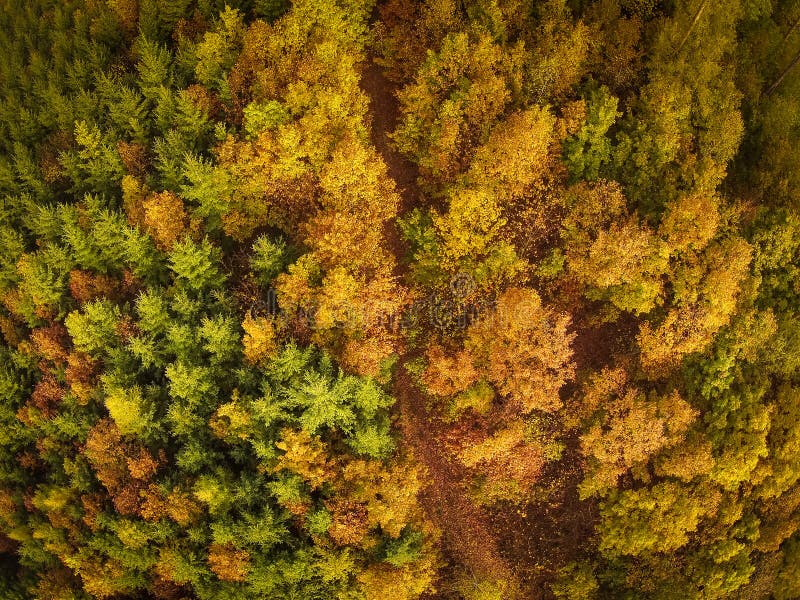 Autumn forest aerial view stock photo. Image of airplane - 130625514