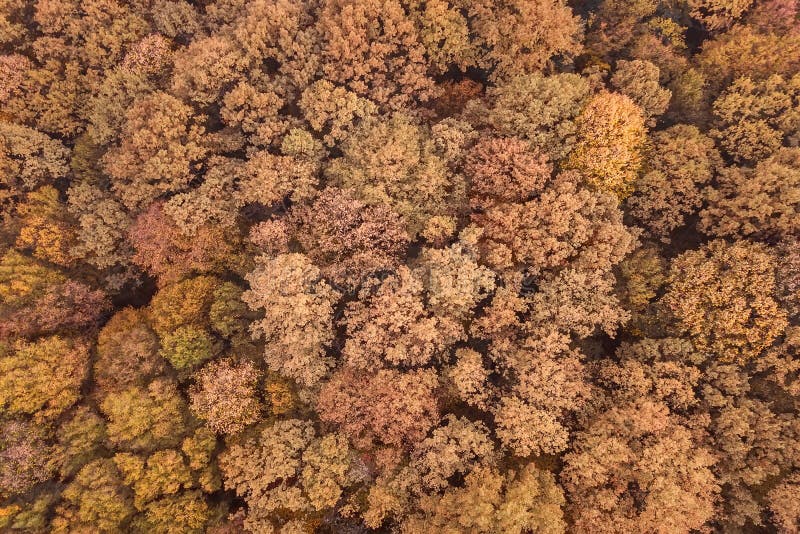 Autumn Forest Aerial View. Top View Fall Foliage Stock Photo - Image of ...
