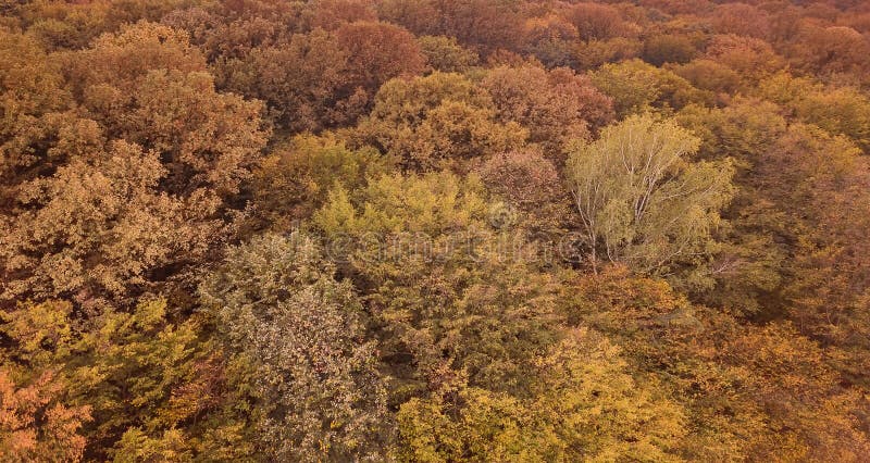 Autumn Forest Aerial View. Top View Fall Foliage Stock Image - Image of ...