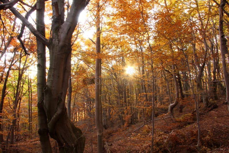 Autumn forest and sunset stock image. Image of shine - 13545627