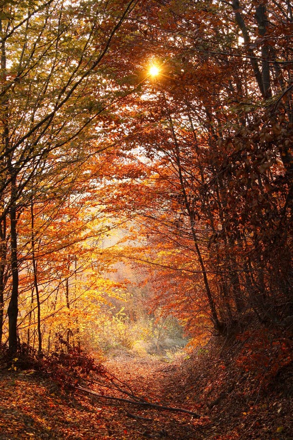 Autumn path stock photo. Image of leaves, canopy, october - 6947536