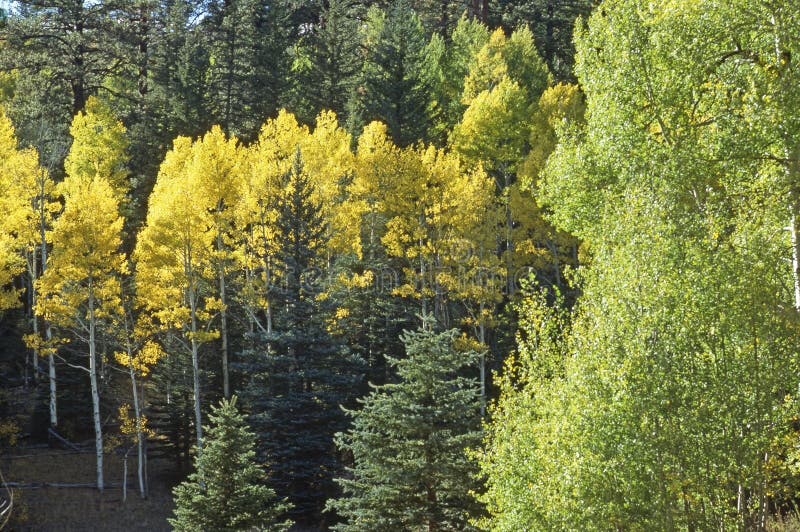 Autumn Forest stock photo. Image of nature, season, trees - 33279104