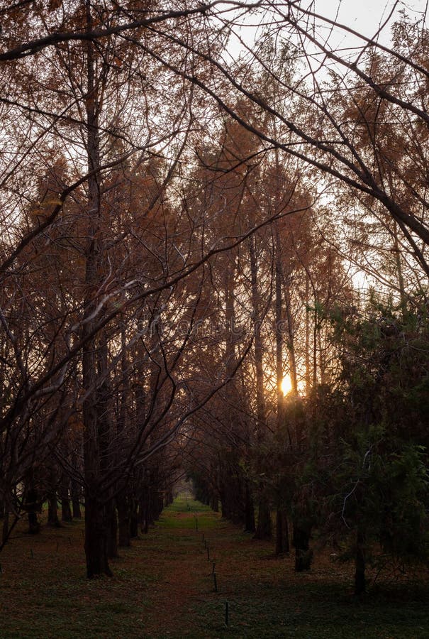 Autumn Forest Background, Old Trees, Pathway in the Forest, Sunset ...