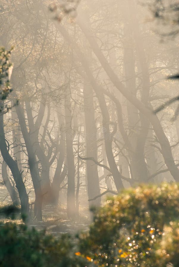 Autumn Forest with Bare Trees and Mist Stock Image - Image of edible ...
