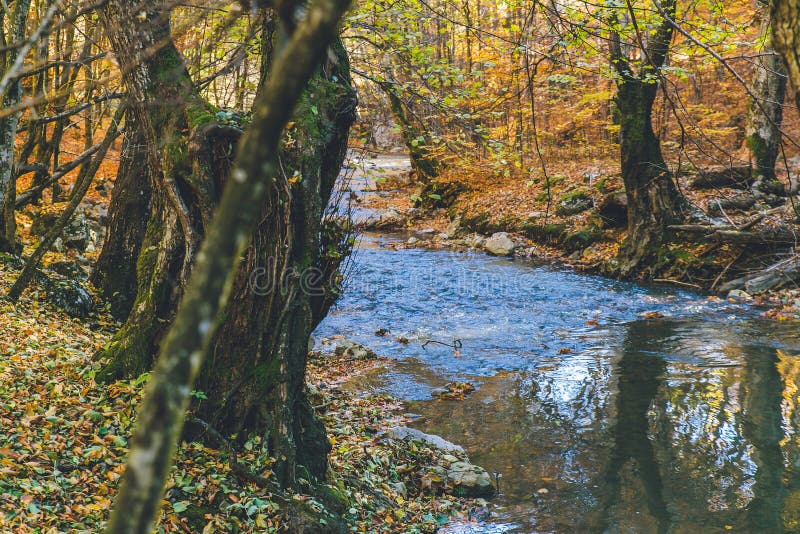Autumn Forest Beautiful Colours Blue Clean River Stock Image - Image of ...