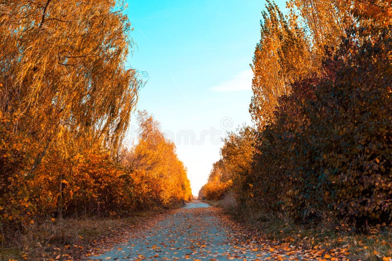 Autumn Forest. Beautiful Forest with Country Road at Sunset Stock Photo ...
