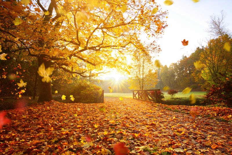 Autumn Forest. Beautiful Rural Scenery Stock Photo - Image of golden ...