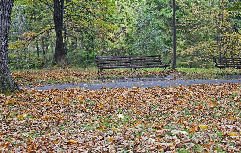 Autumn forest , Belarus stock image. Image of brightly - 73976109