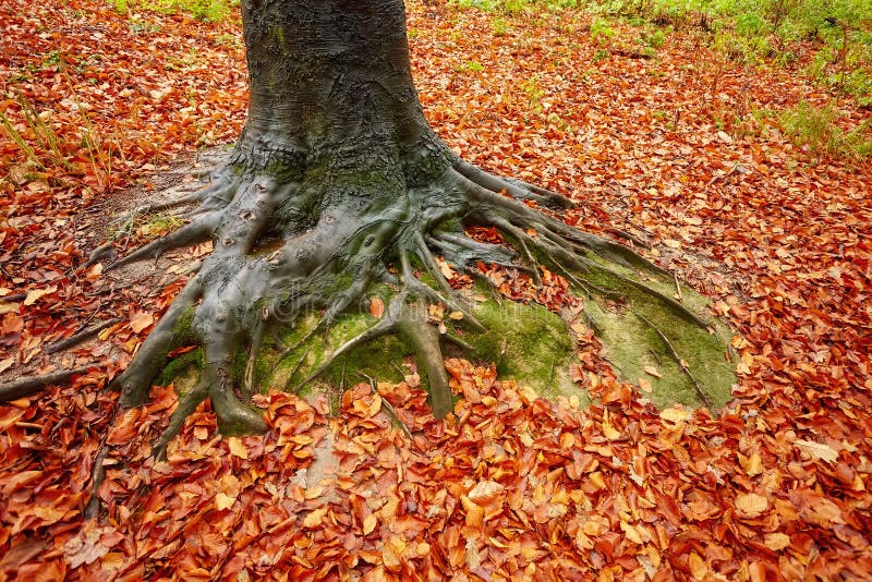 Autumn Forest Bridge Way in Scenery Woods Stock Image - Image of scenic ...