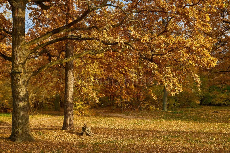 Autumn Forest Bridge Way in Scenery Woods Stock Image - Image of ...